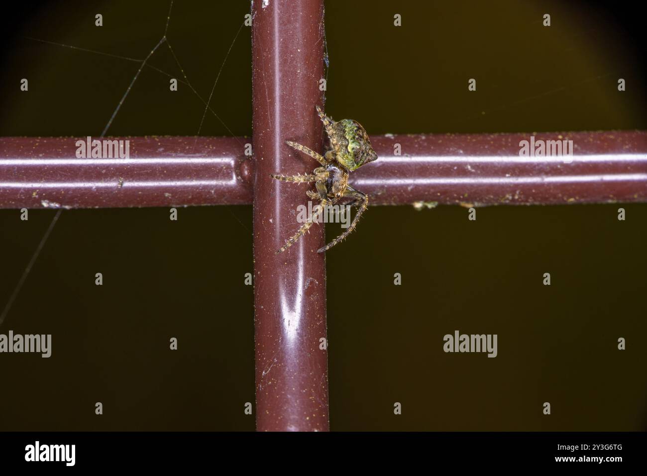 Gibbaranea gibbosa Family Araneidae Genus Gibbaranea Humped Orbweb ...