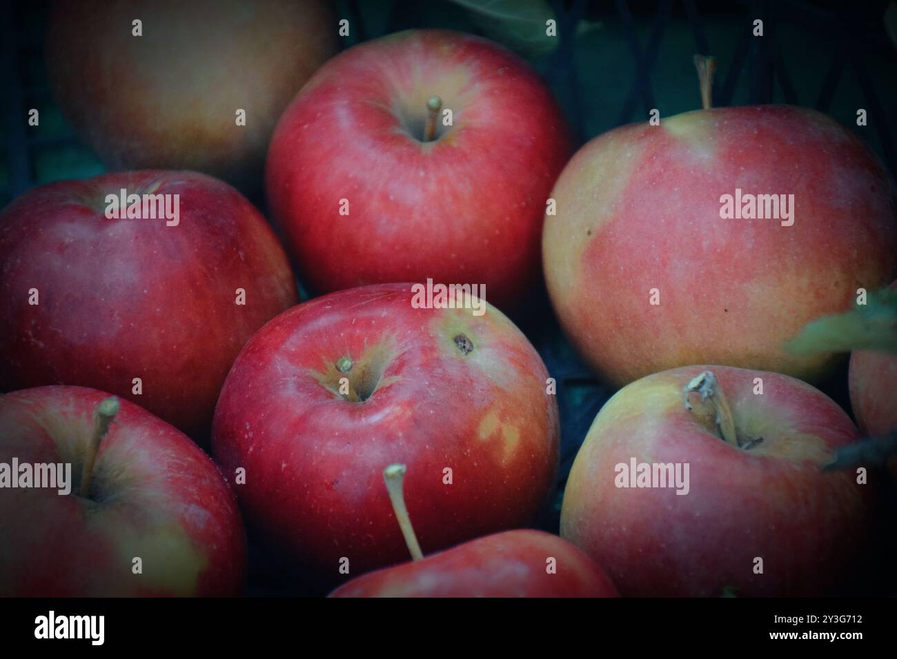 The photo shows fresh, bright apples picked from a tree. They can be of ...