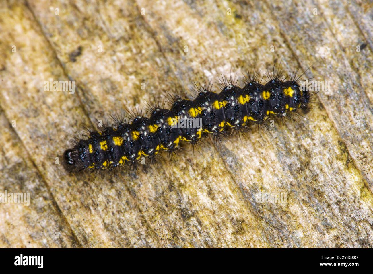 Callimorpha dominula Family Erebidae Genus Callimorpha Scarlet Tiger ...