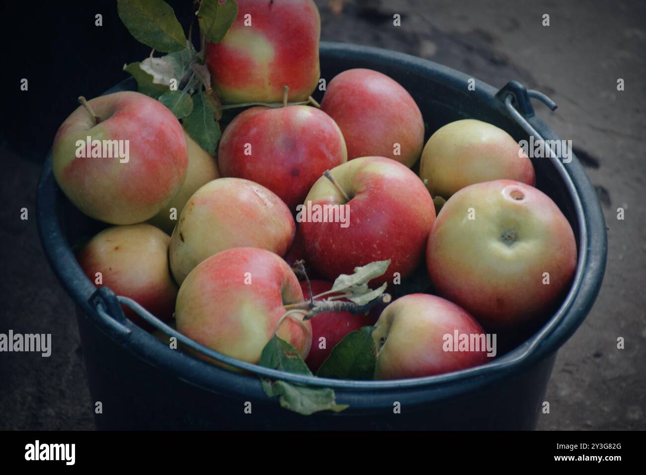 The photo shows fresh, bright apples picked from a tree. They can be of ...