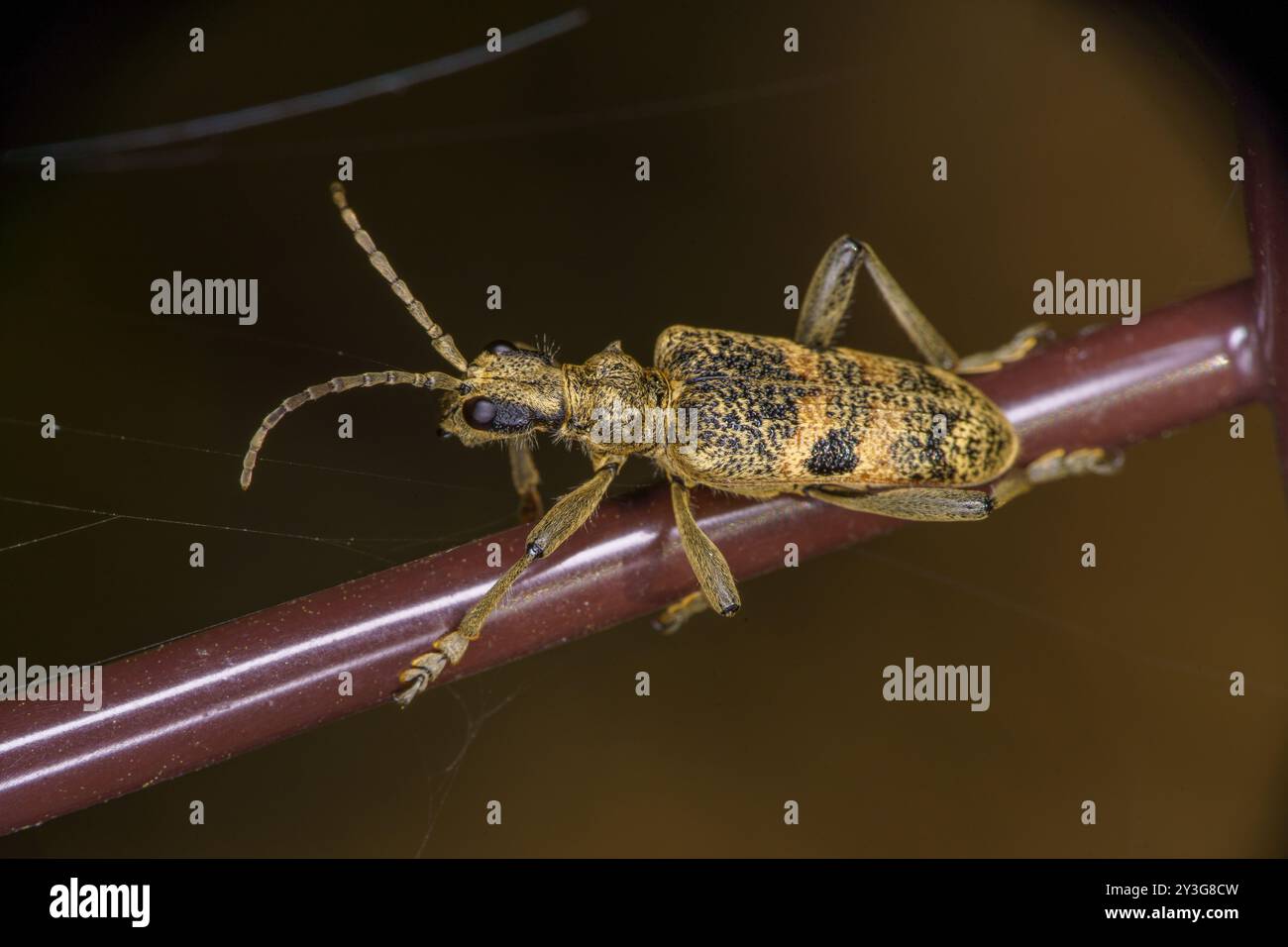 Rhagium inquisitor Family Cerambycidae Genus Rhagium Ribbed pine borer ...