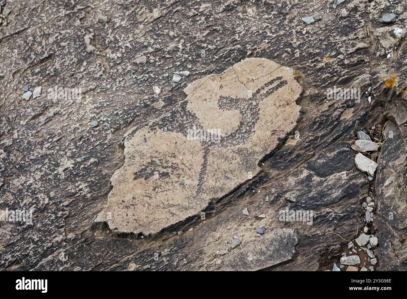 Ancient rock paintings, petroglyph, paleolithic fossil antelope ...