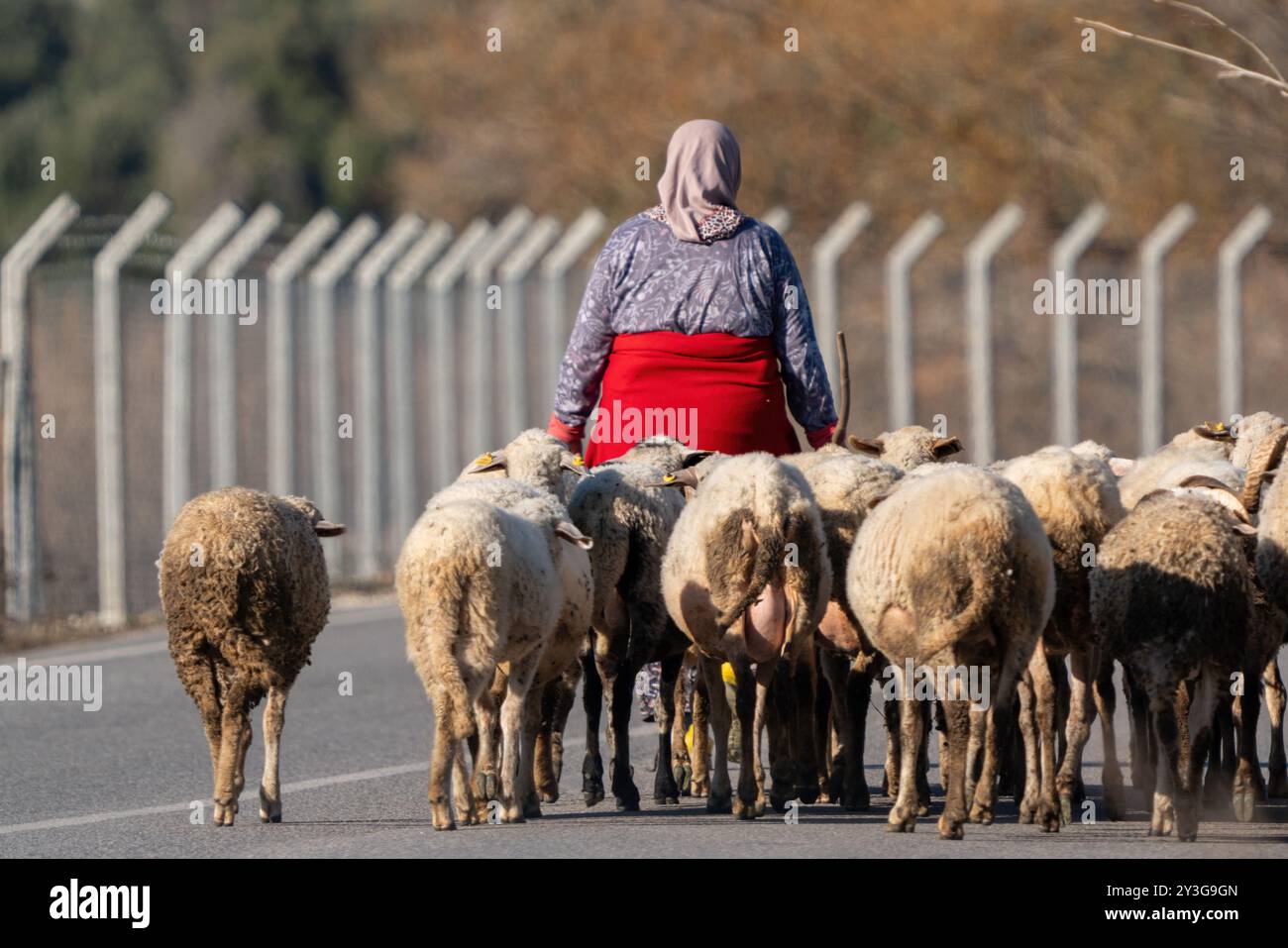 Woman shepherd grazing his sheep Stock Photo - Alamy