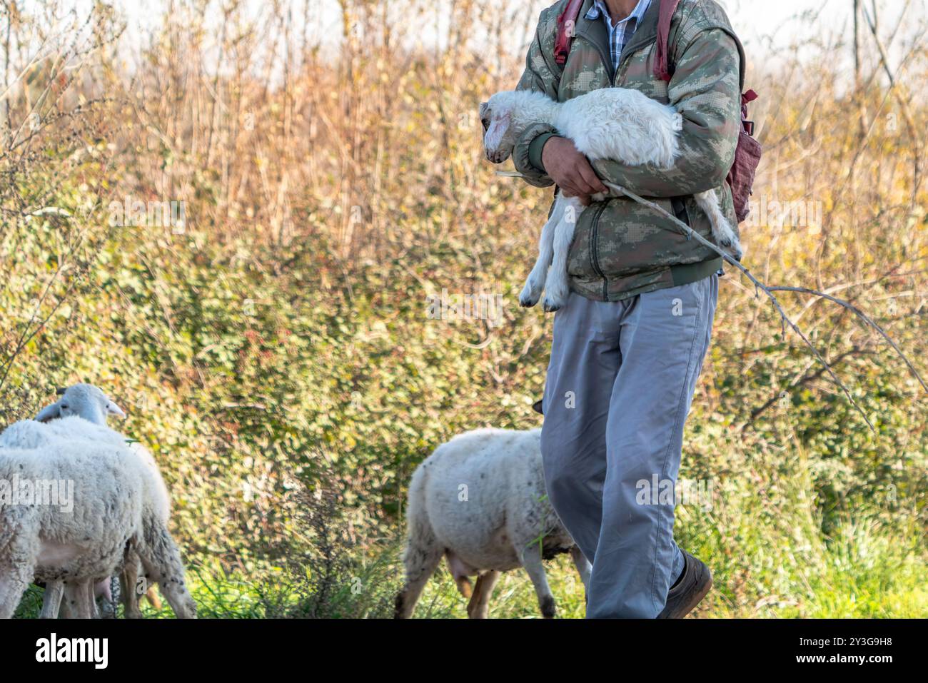 Shepherd carrying his lamb on his lap Stock Photo - Alamy