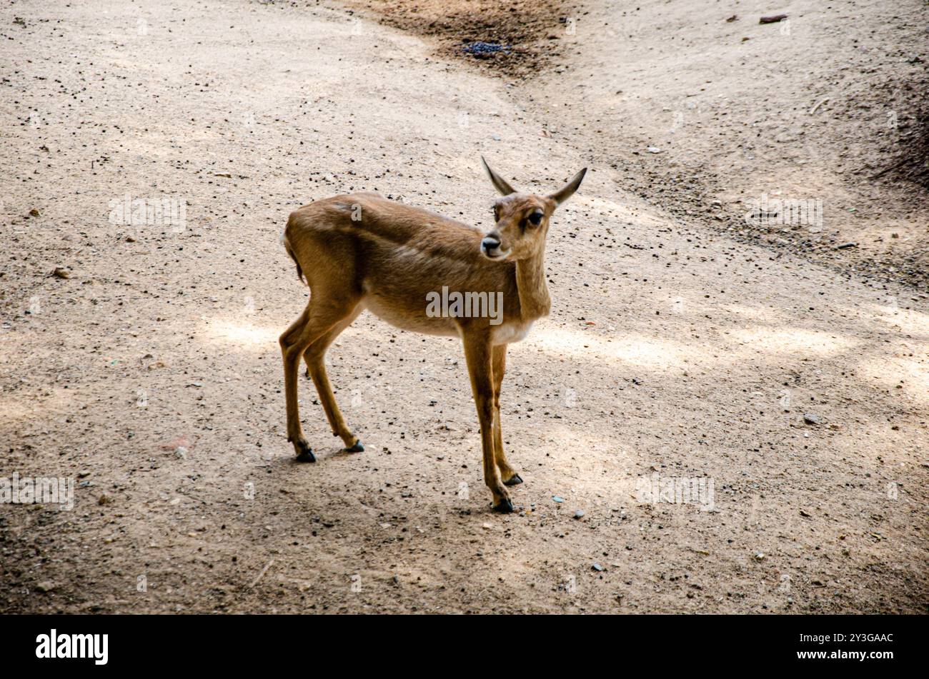 The blackbuck (Antilope cervicapra), also known as the Indian antelope ...