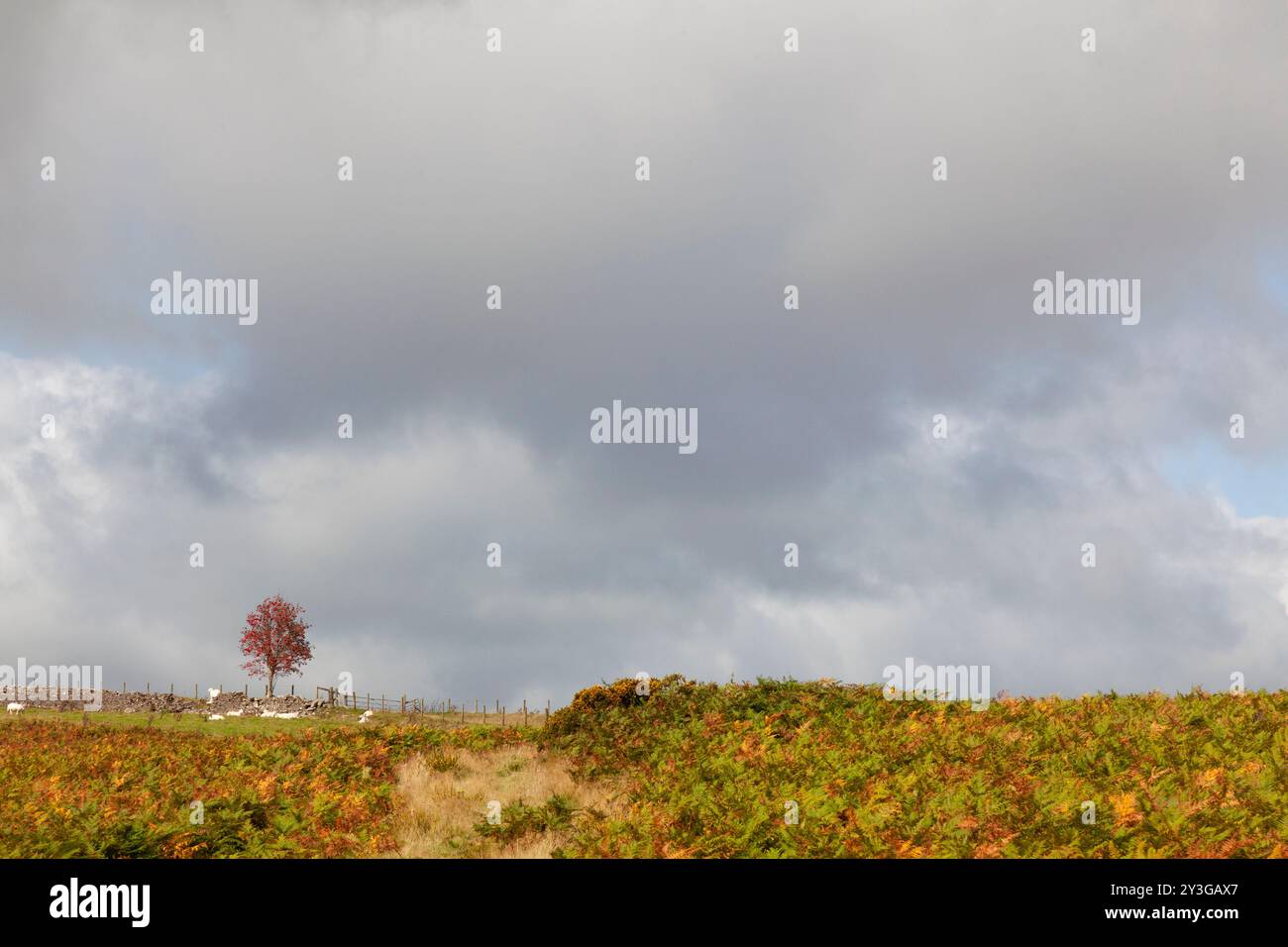 Sorbus aucuparia, (Mountain Ash or Rowan) with sheep on a common in the ...