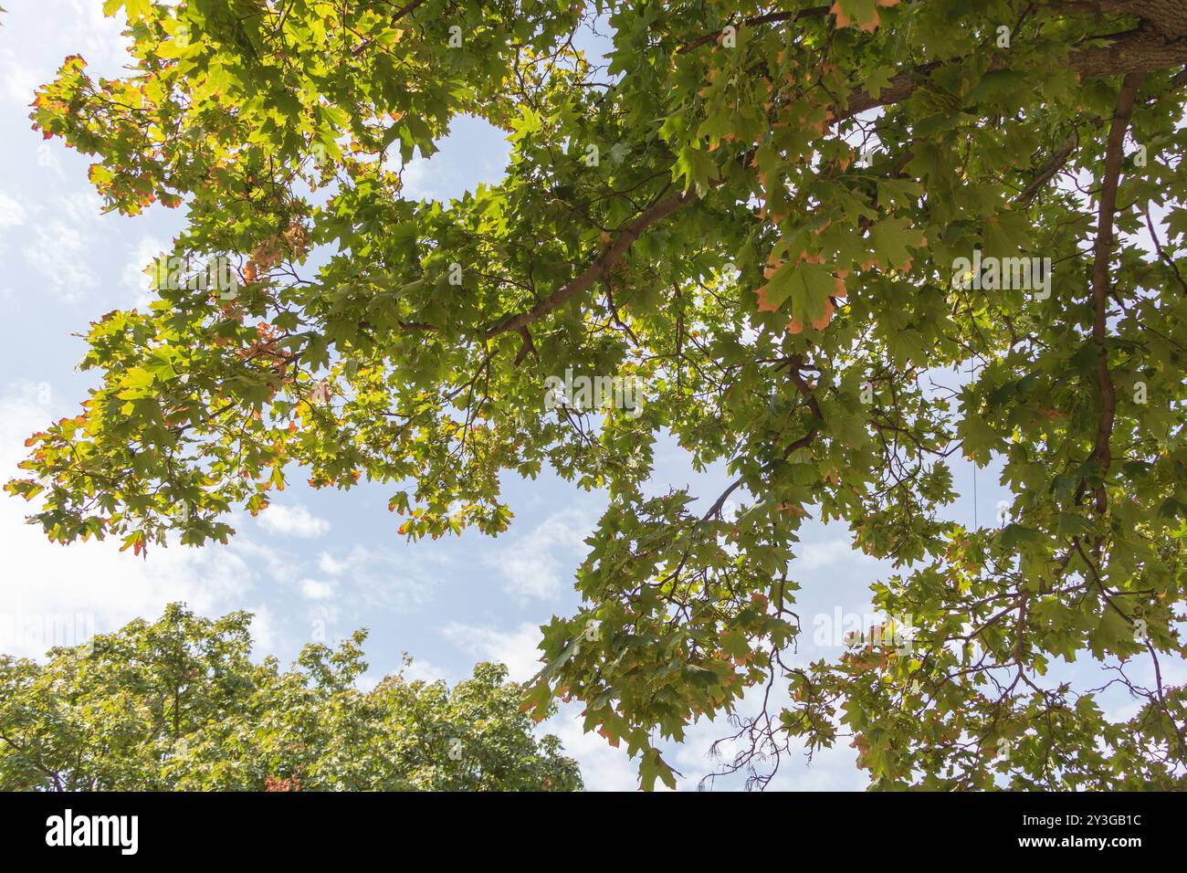 A maple tree canopy with green leaves, on a summer day with a blue sky ...
