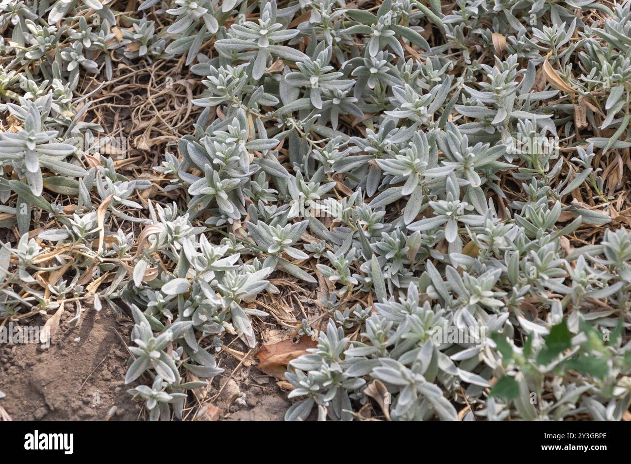 Diffusion of silver leaves and gray foliage on the ground, showy plants ...