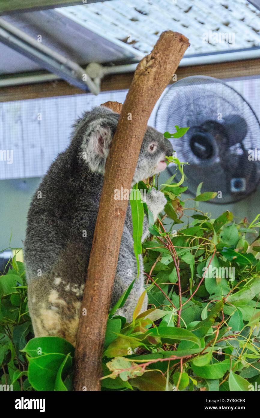 Cute koala bear in Kuranda Koala Gardens in Queensland, Australia ...