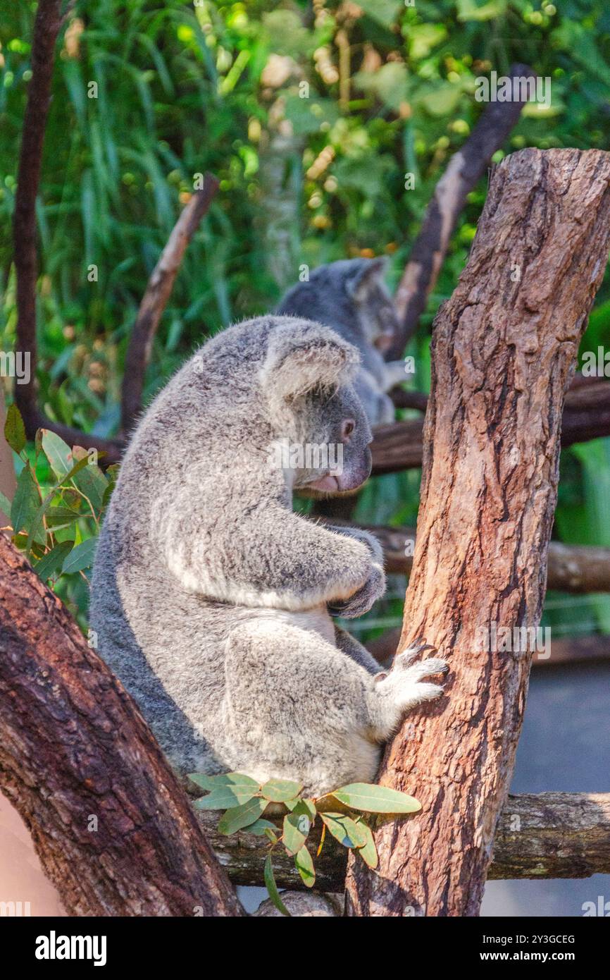 Cute koala bear in Kuranda Koala Gardens in Queensland, Australia ...