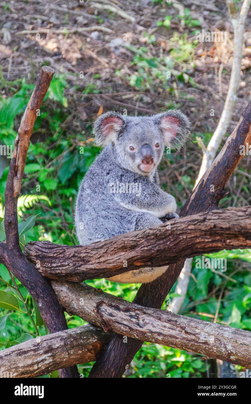 Cute koala bear in Kuranda Koala Gardens in Queensland, Australia ...
