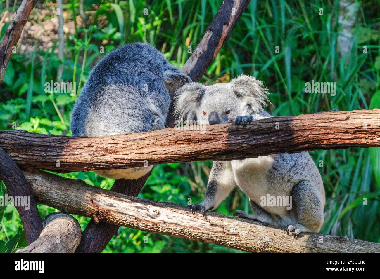 Cute koala bear in Kuranda Koala Gardens in Queensland, Australia ...