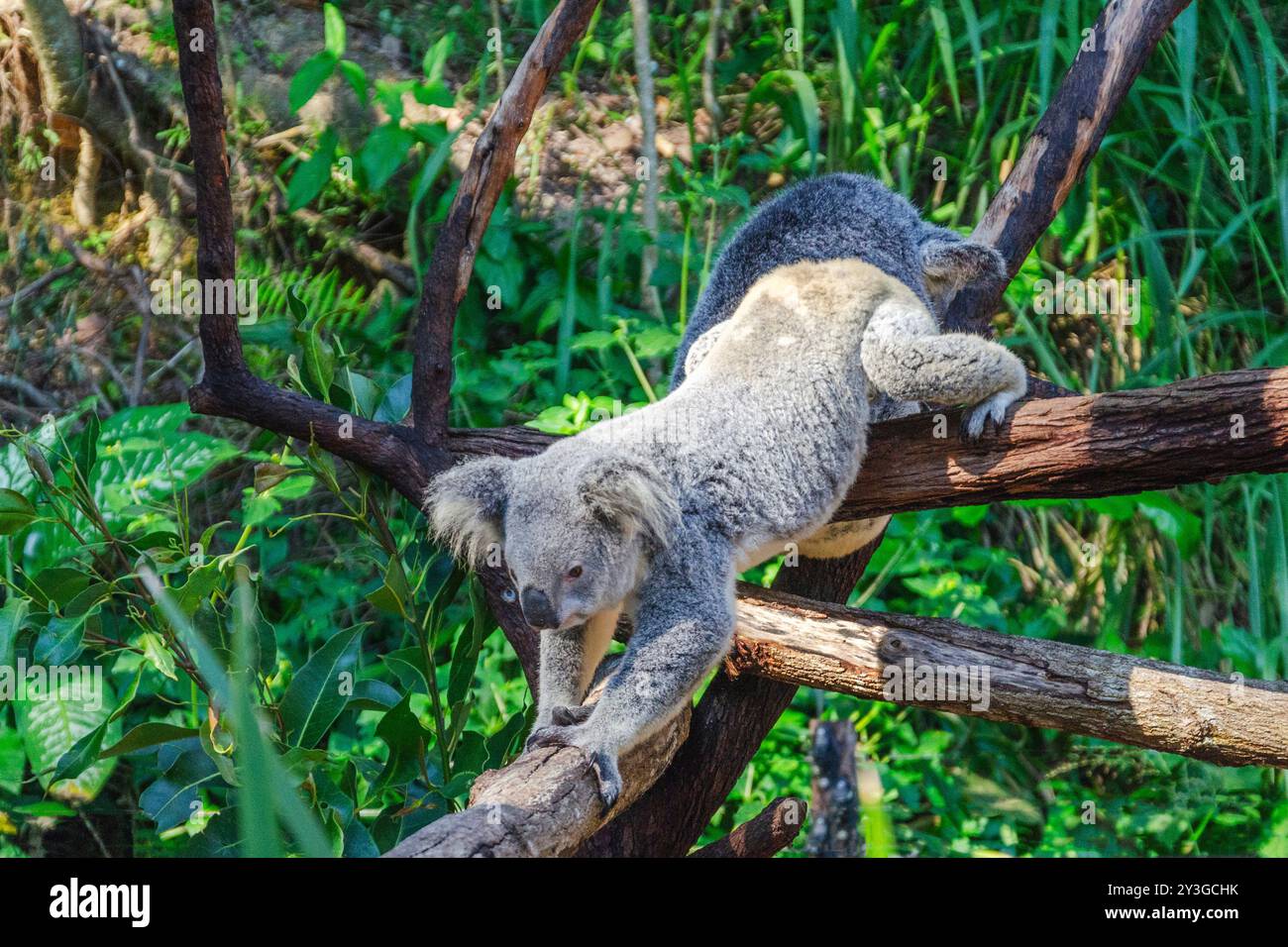 Cute koala bear in Kuranda Koala Gardens in Queensland, Australia ...