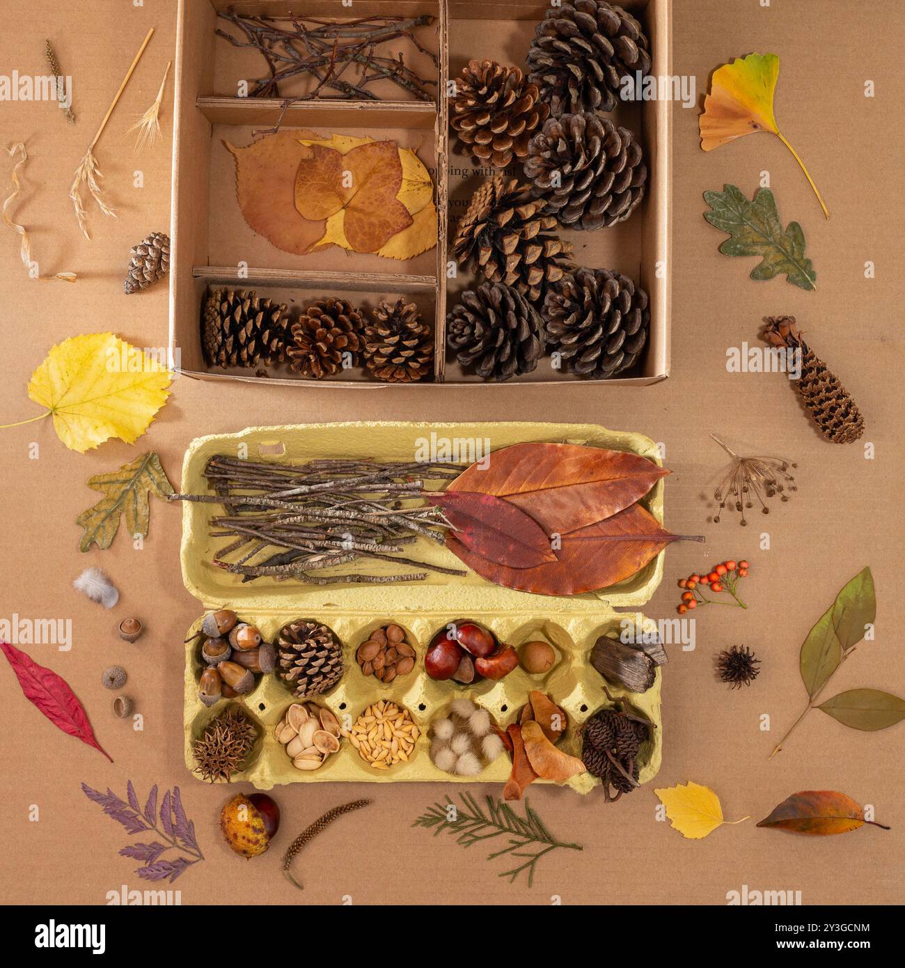 Nature themed composition featuring two cardboard boxes filled with ...