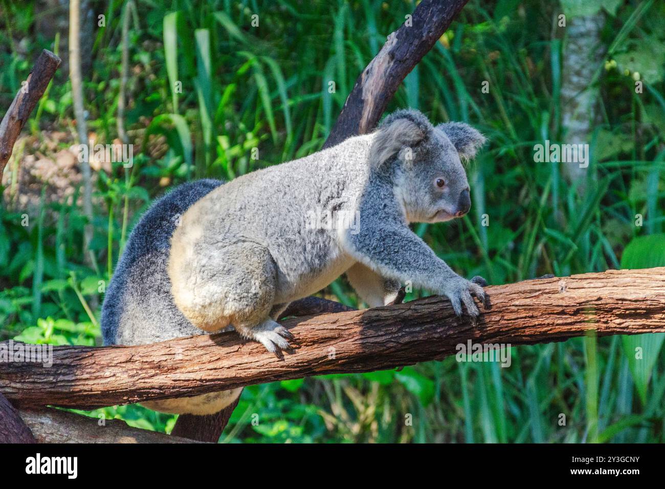 Cute koala bear in Kuranda Koala Gardens in Queensland, Australia ...