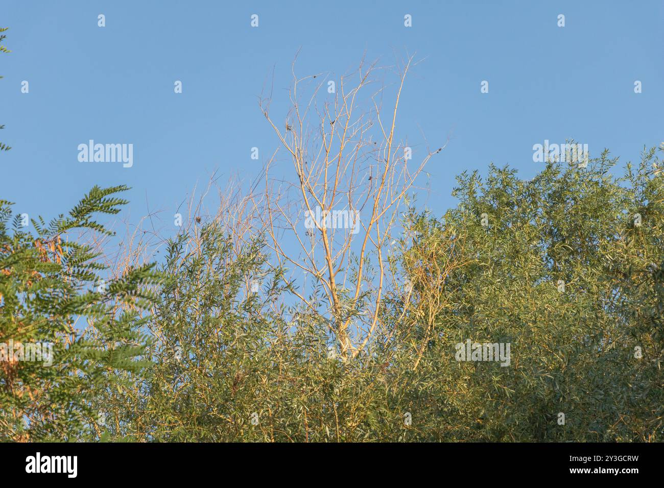 Photograph of a tall willow tree, with a blue sky and green leaves and ...