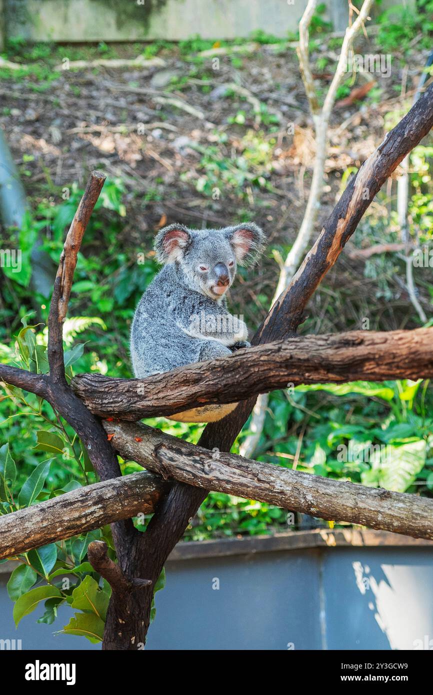 Cute koala bear in Kuranda Koala Gardens in Queensland, Australia ...