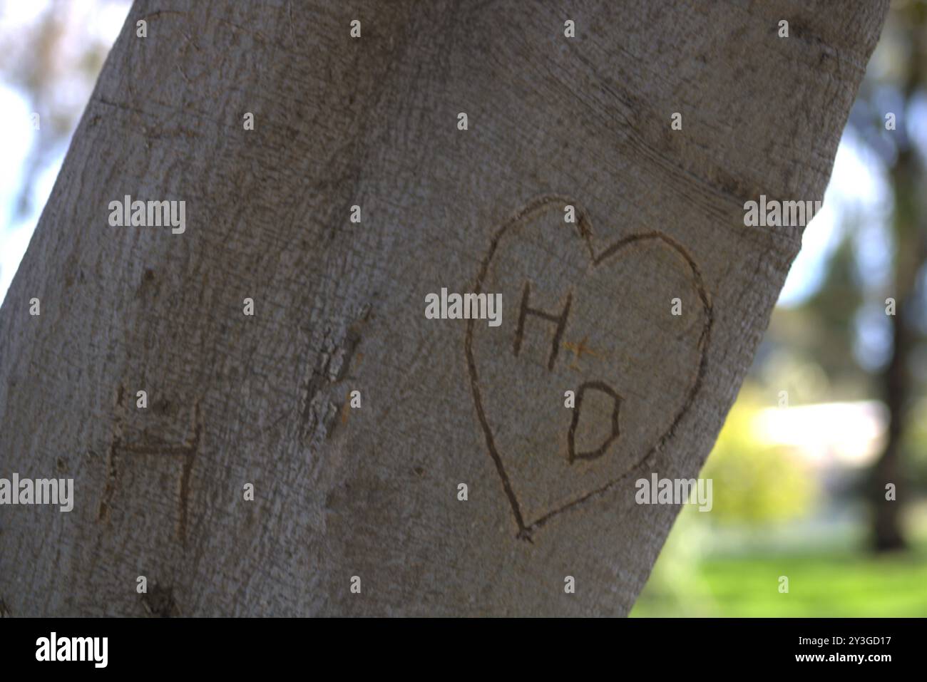 couples romantic initials carved on tree trunk Stock Photo - Alamy