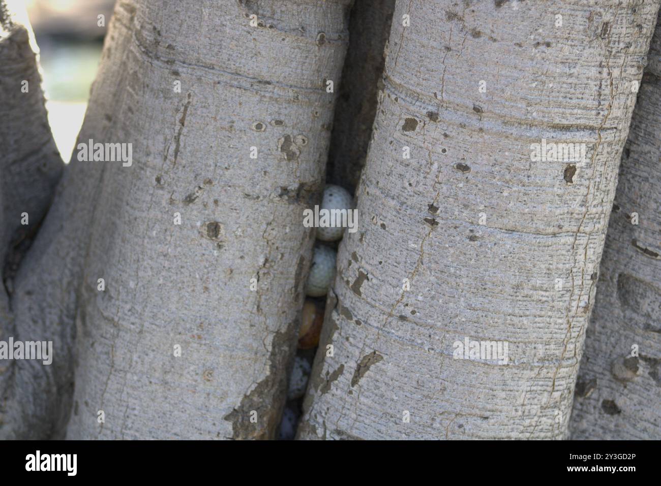 golf balls stuck inside tree trunk Stock Photo - Alamy
