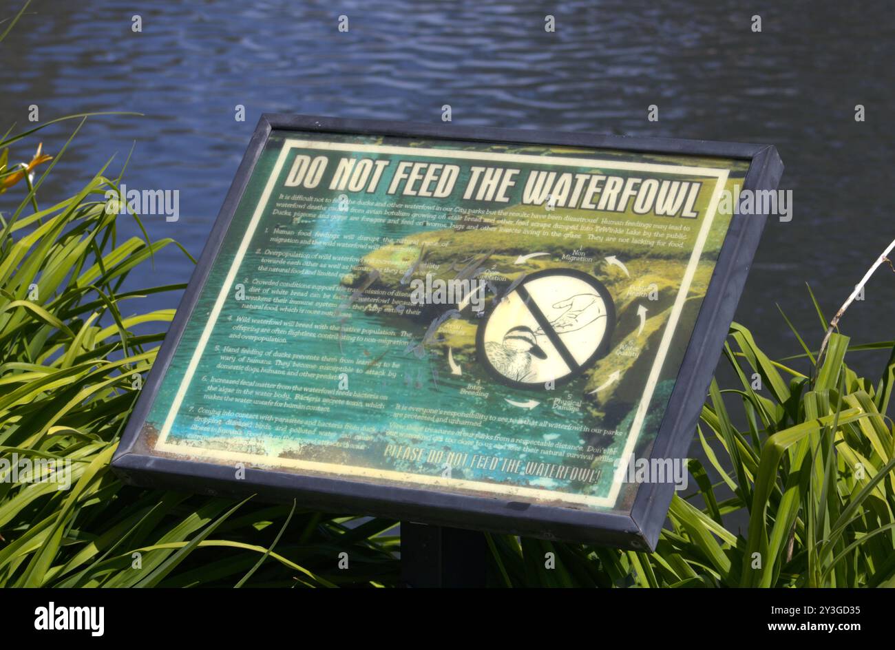do not feed the waterfowl sign near water and tall grass Stock Photo ...