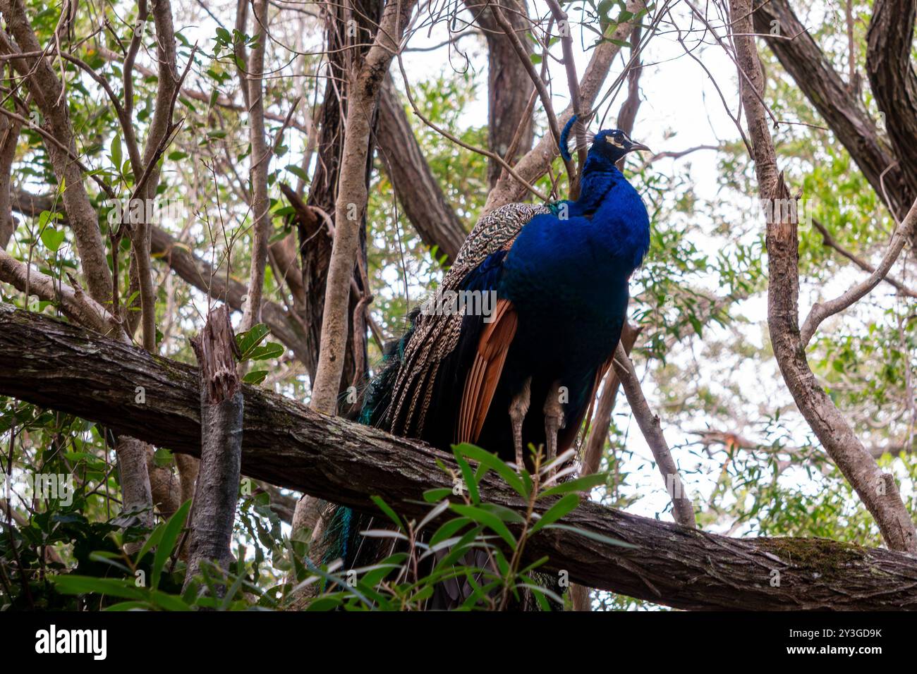 Peacock in a tree Stock Photo - Alamy