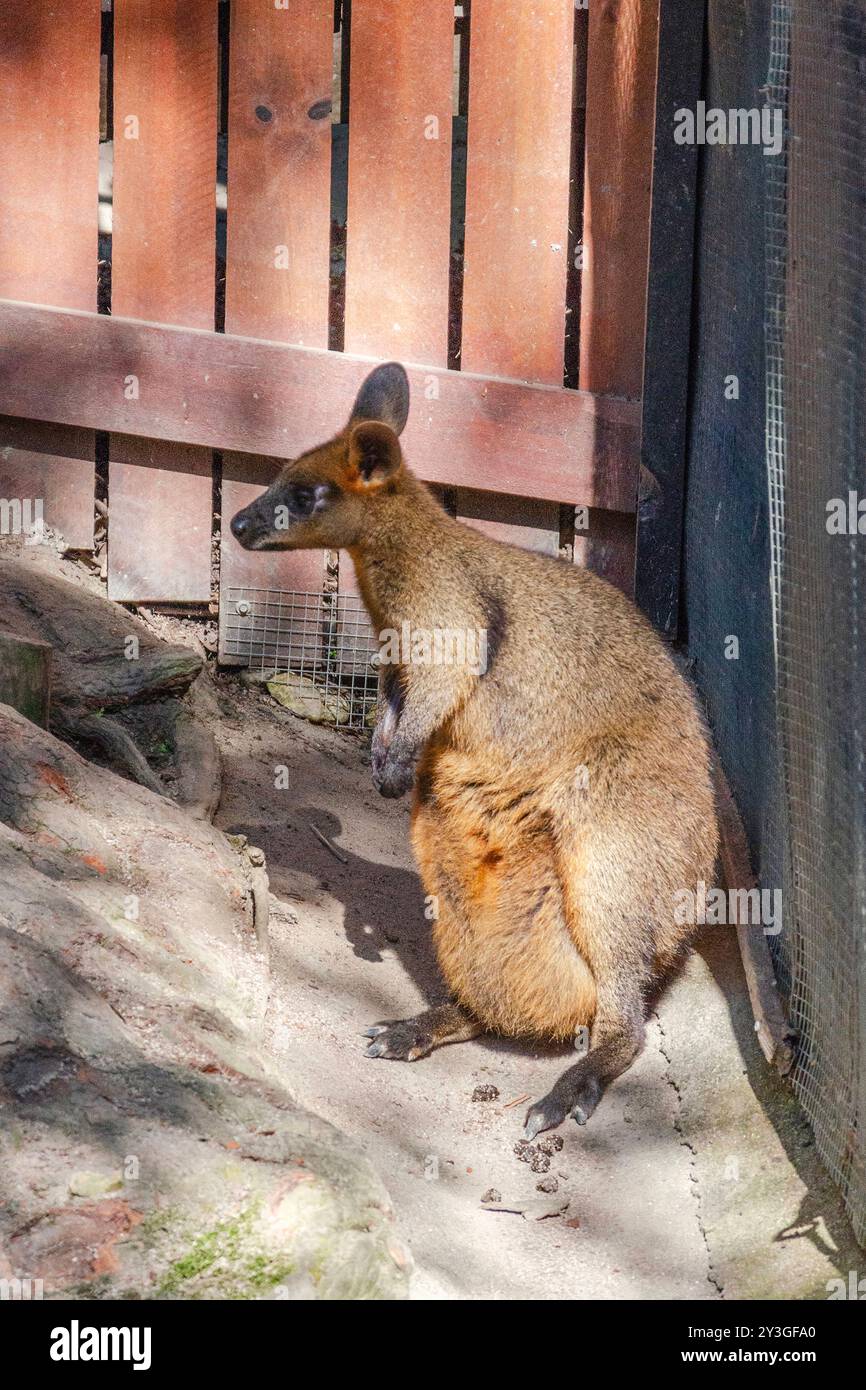 Kangaroo wild world cairns queensland hi-res stock photography and ...