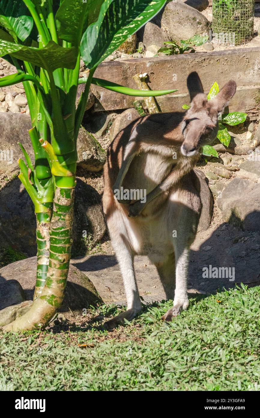 Closeup of kangaroo in Kuranda Koala Gardens in Queensland, Australia ...