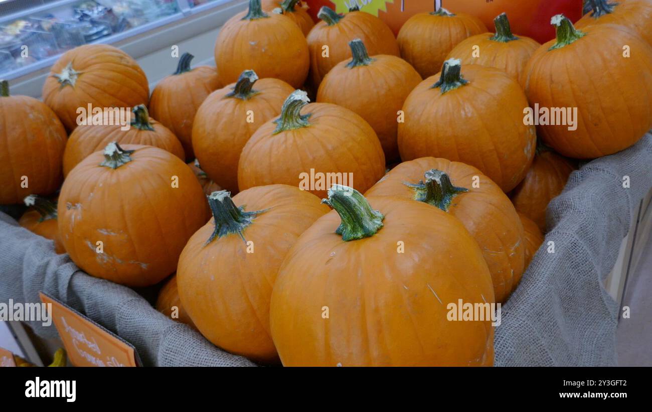 Los Angeles, California, USA 9th September 2024 Pumpkins and gourds for ...