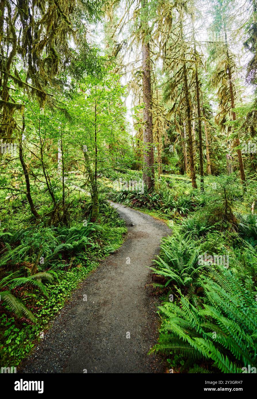 Hall of Moses trail, Hoh rainforest, Olympic National Park, Washington ...