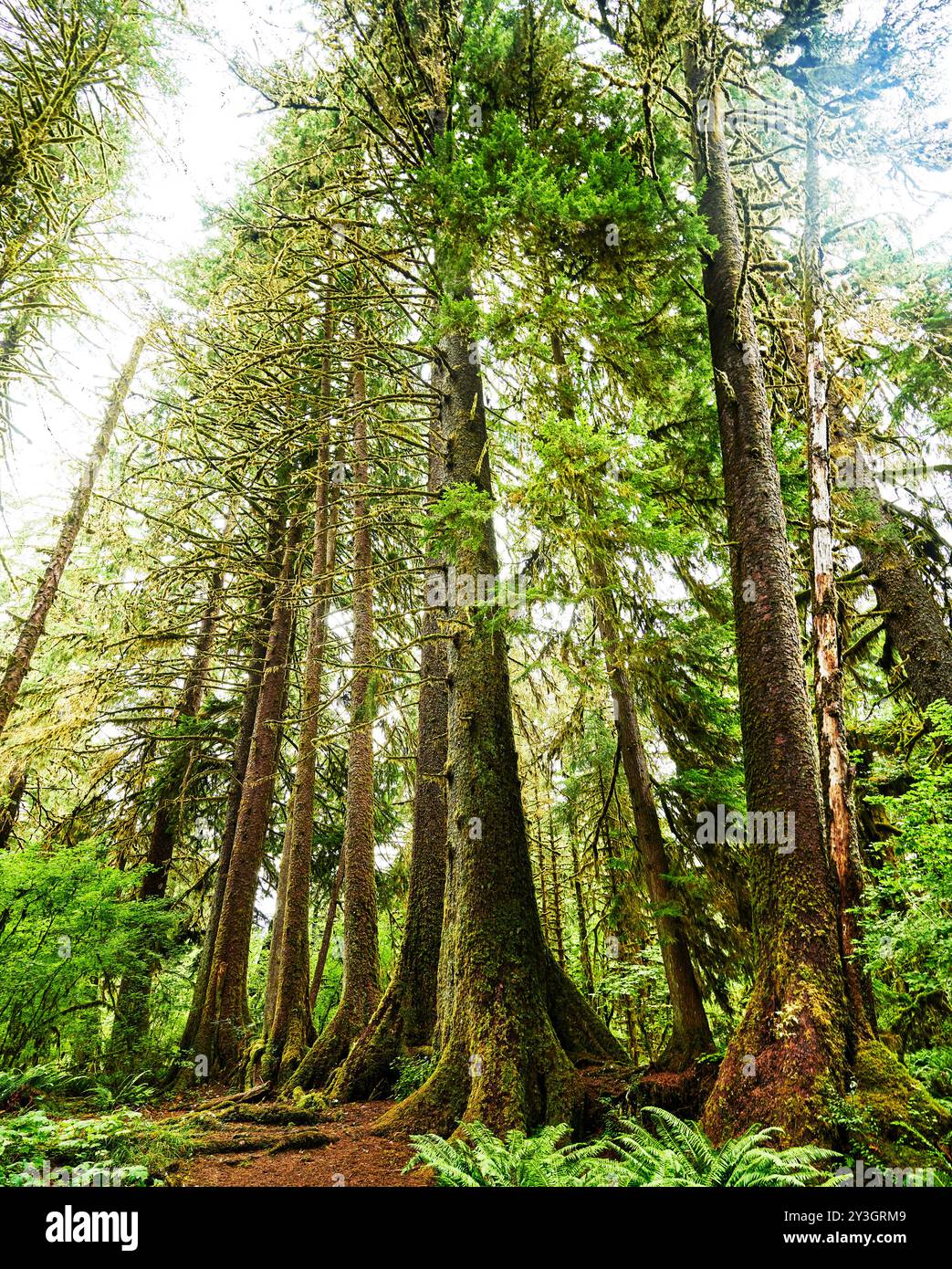 Hall of Moses trail, Hoh rainforest, Olympic National Park, Washington ...