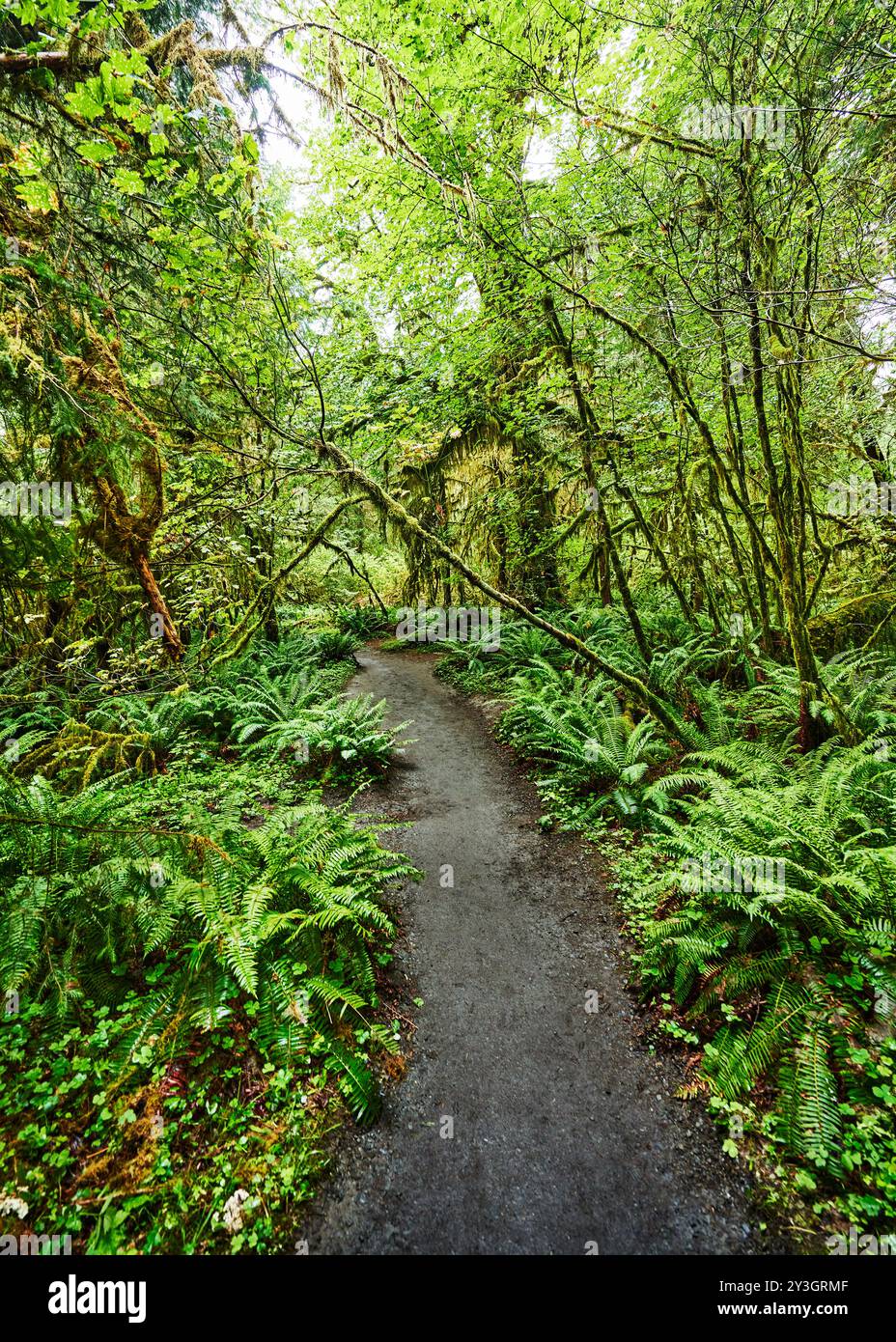 Hall of Moses trail, Hoh rainforest, Olympic National Park, Washington ...