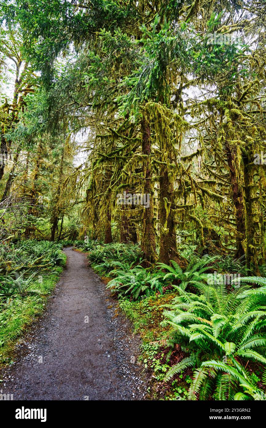 Hall of Moses trail, Hoh rainforest, Olympic National Park, Washington ...