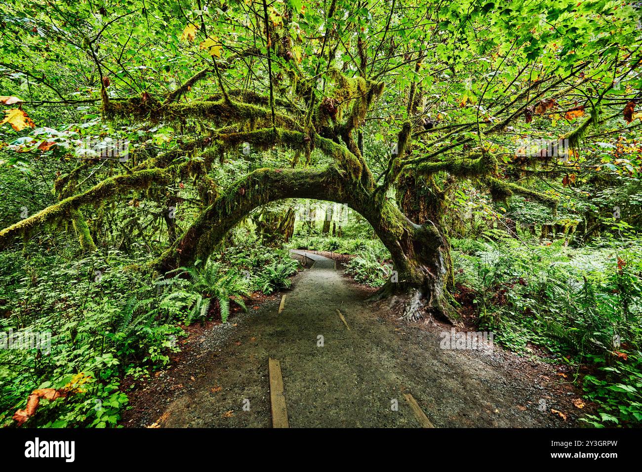 Landscape of the Hoh river trail, Olympic National Park, Washington ...