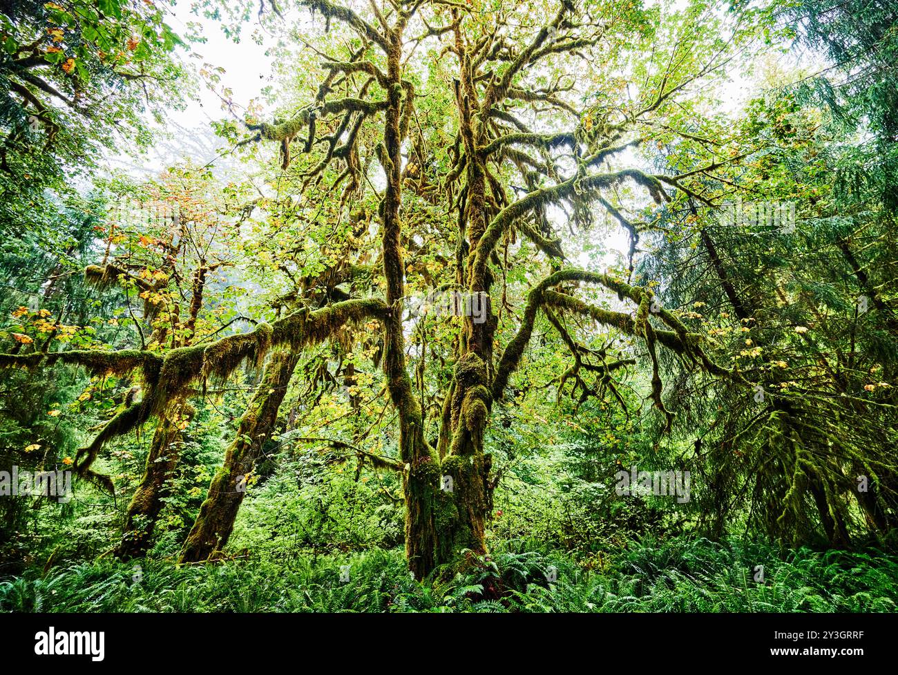Landscape of the Hoh river trail, Olympic National Park, Washington ...