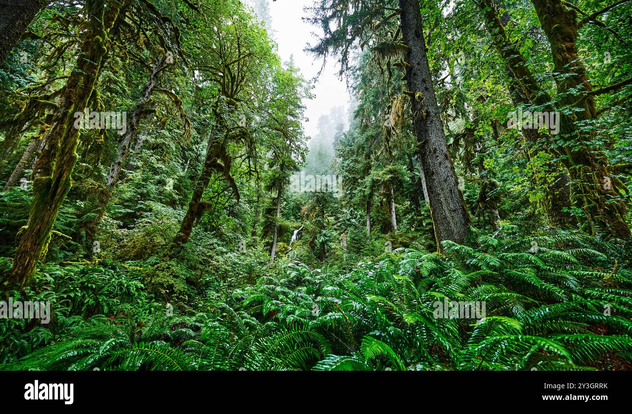 Landscape of the Hoh river trail, Olympic National Park, Washington ...