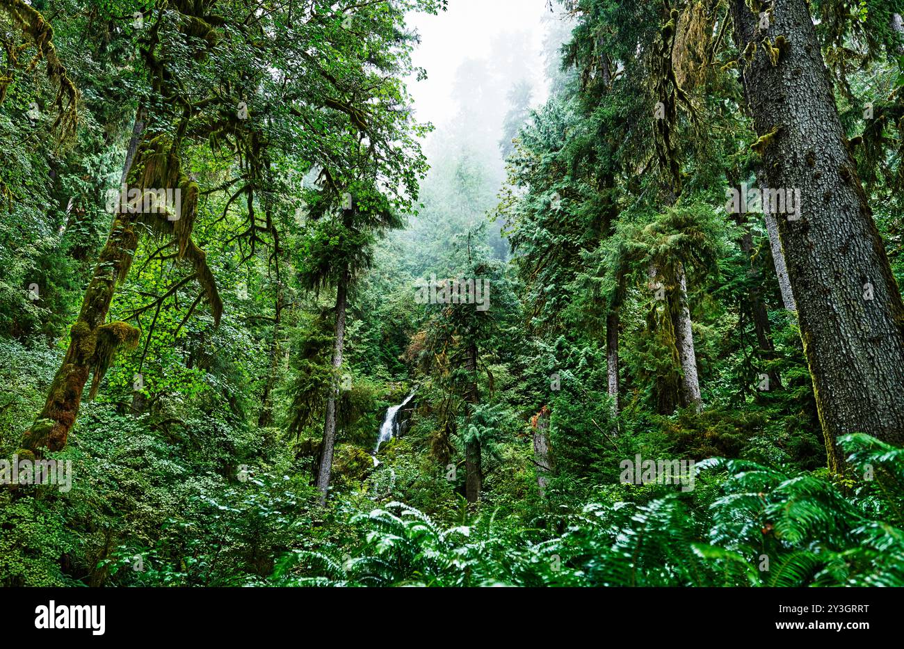 Landscape of the Hoh river trail, Olympic National Park, Washington ...