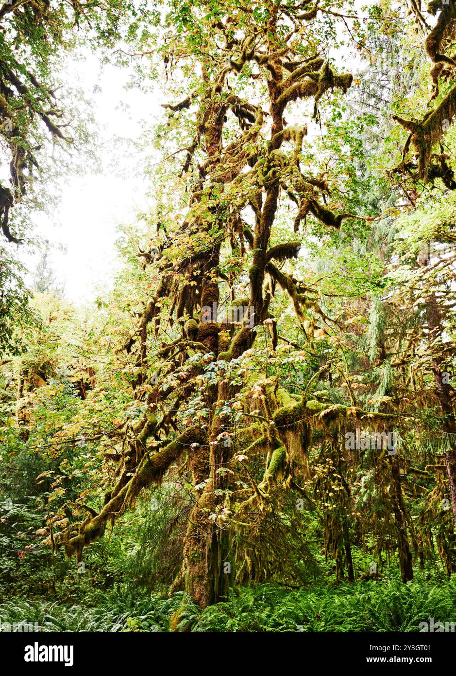 Landscape of the Hoh river trail, Olympic National Park, Washington ...