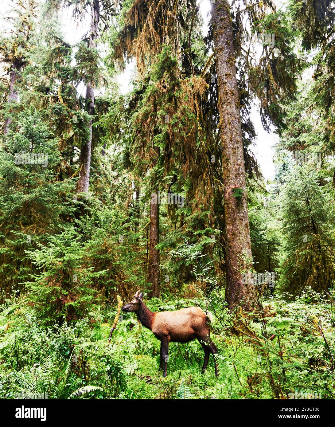 Elk along the Hoh River trail, Hoh rainforest, Olympic National Park ...