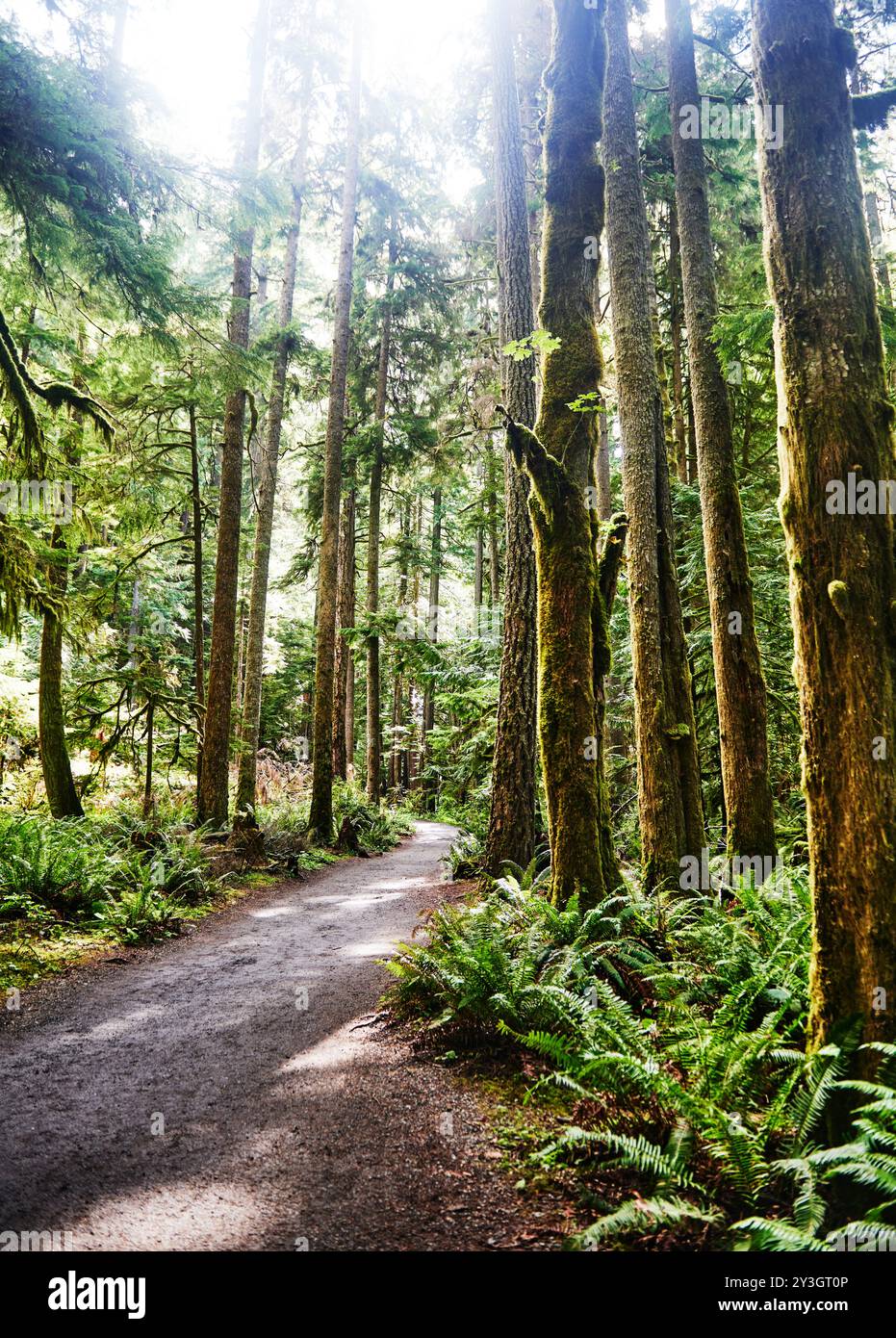 Hike to Marymere Falls, Olympic National Park, Washington State Stock ...