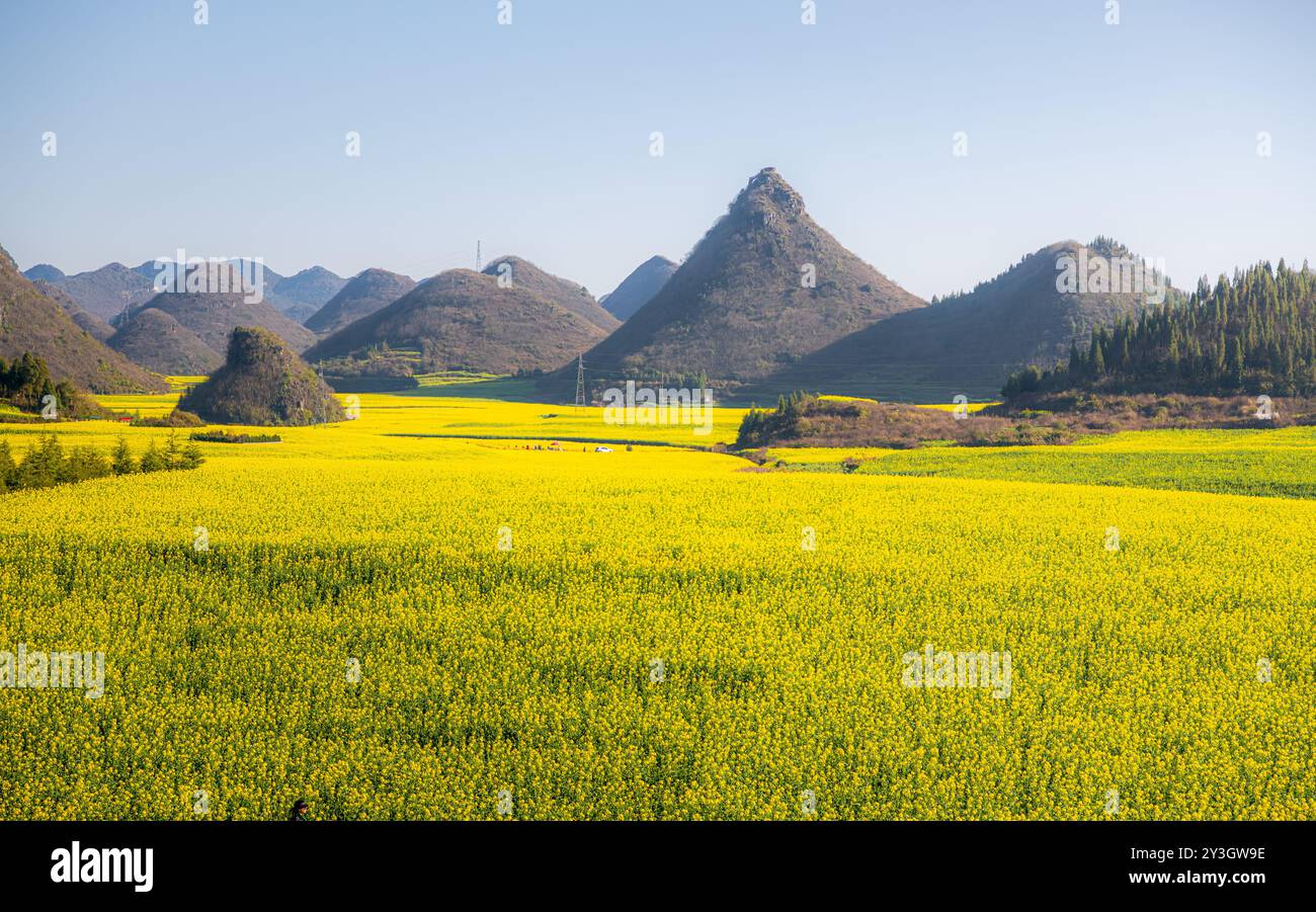 Colorful scenery of mustard fields on springtime, blooming yellow ...