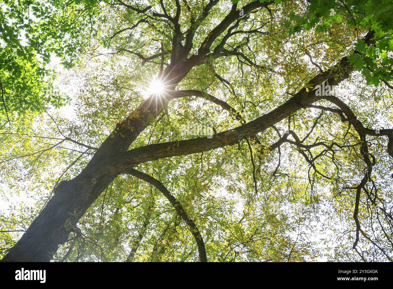 Branches of beautiful trees with green leaves outdoors, bottom view ...