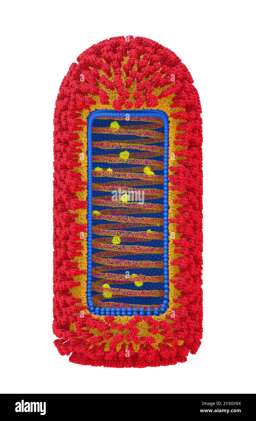 Helical structure Cut Out Stock Images & Pictures - Alamy