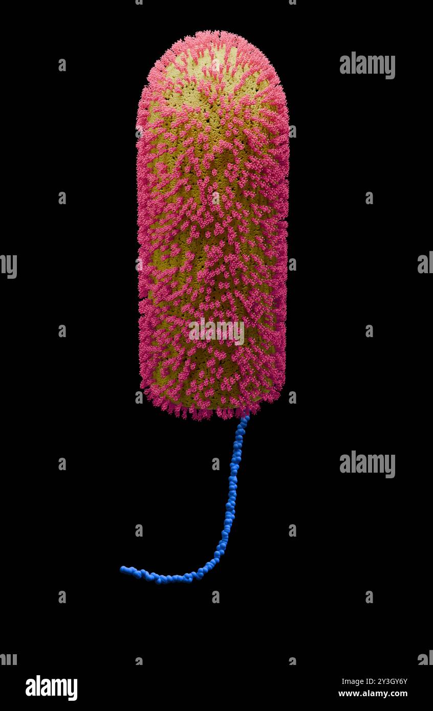 Illustration of the Chandipura virus (CHPV). It was named after the ...