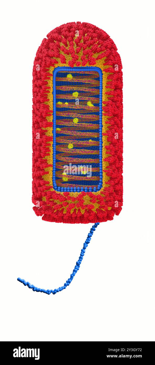 Helical structure Cut Out Stock Images & Pictures - Alamy