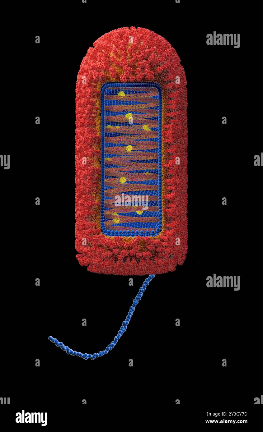 Illustration of the Chandipura virus (CHPV) structure Stock Photo - Alamy