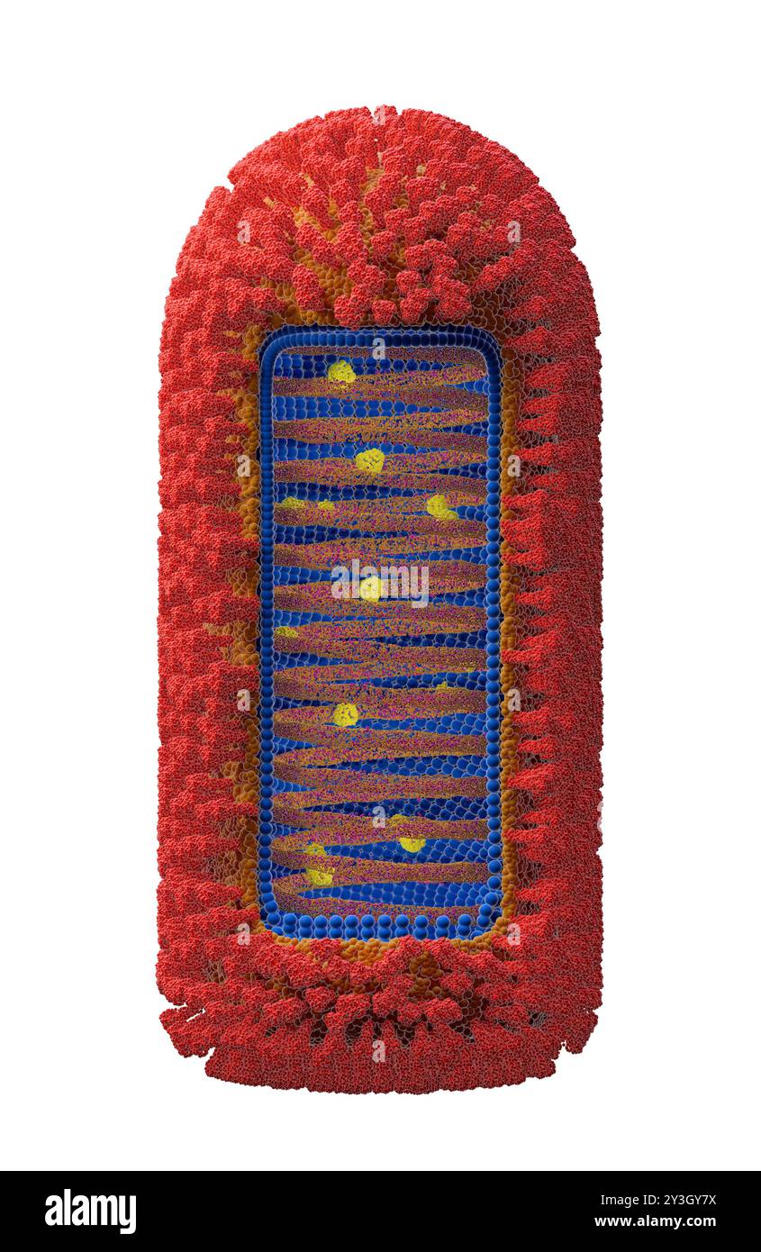 Helical structure Cut Out Stock Images & Pictures - Alamy