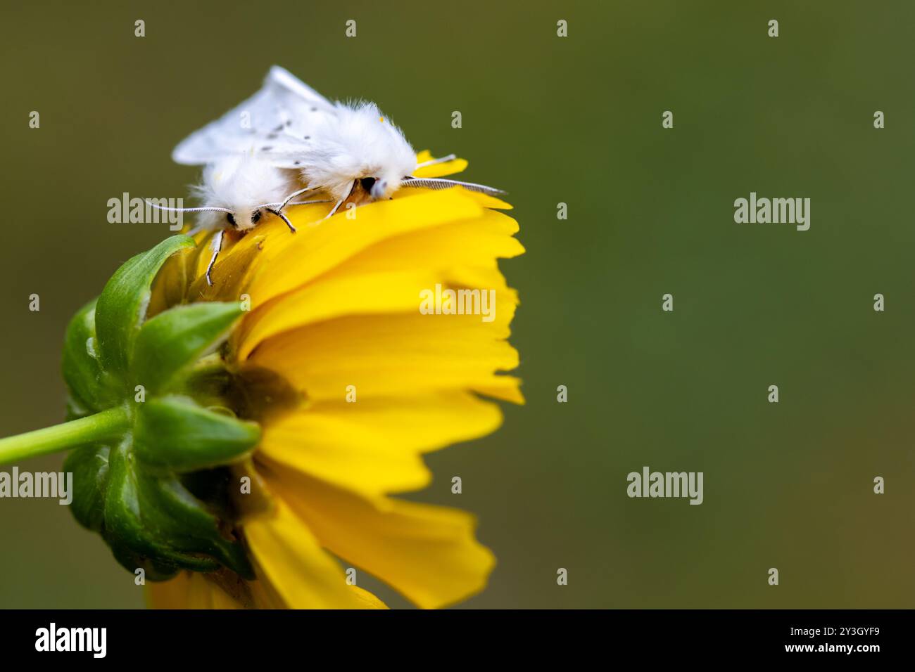 White Satin Moths, Leucoma salicis, on Coreopsis Tickseed Stock Photo ...