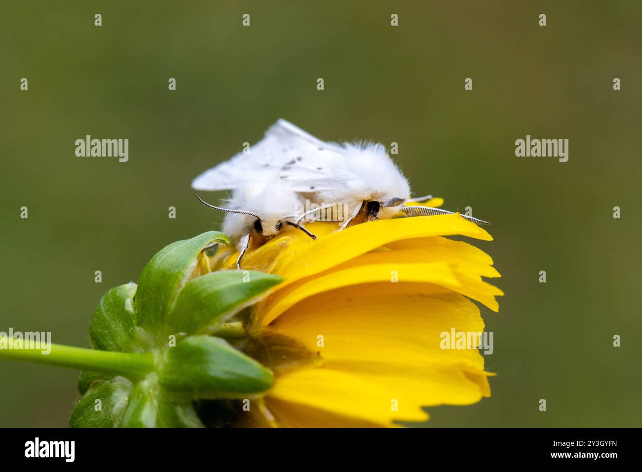 White Satin Moths, Leucoma salicis, on Coreopsis Tickseed Stock Photo ...