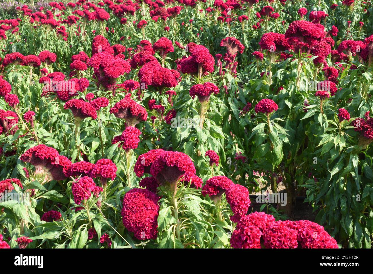 Spiraea Plants, Den Chai District, Thailand Stock Photo - Alamy