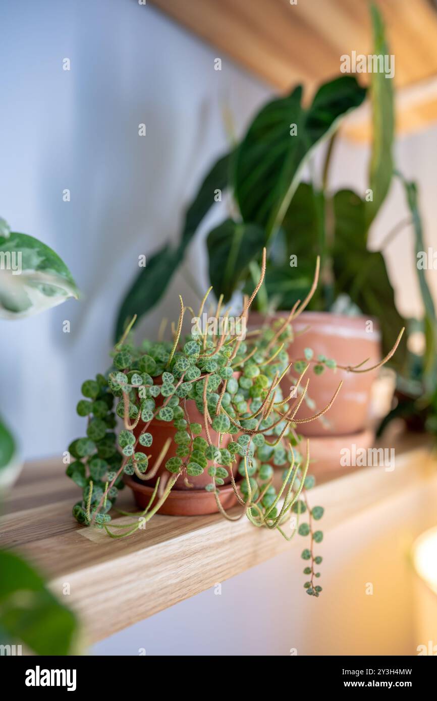 Peperomia Prostrata - String of turtles houseplant in ceramic ceramic ...